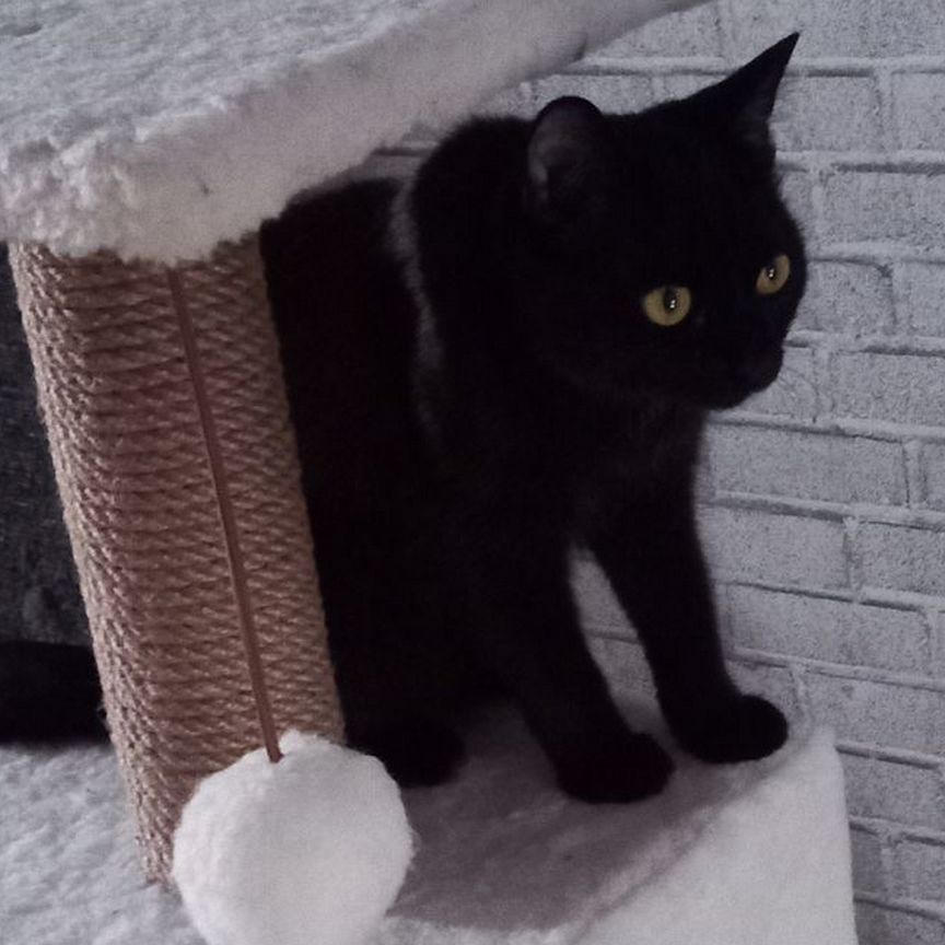Кошечка в добрые руки