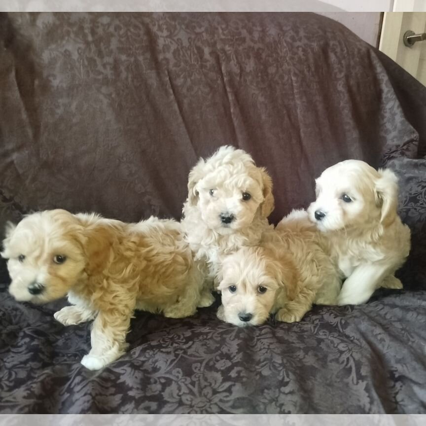 Мальтипу, щенок