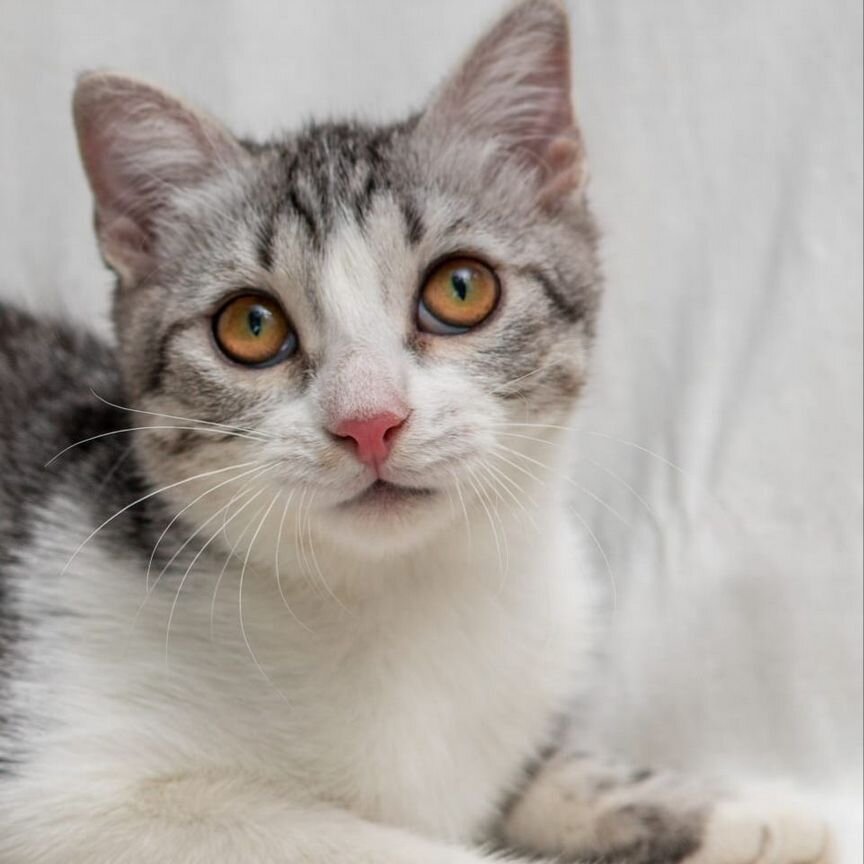 Баффи в добрые ручки