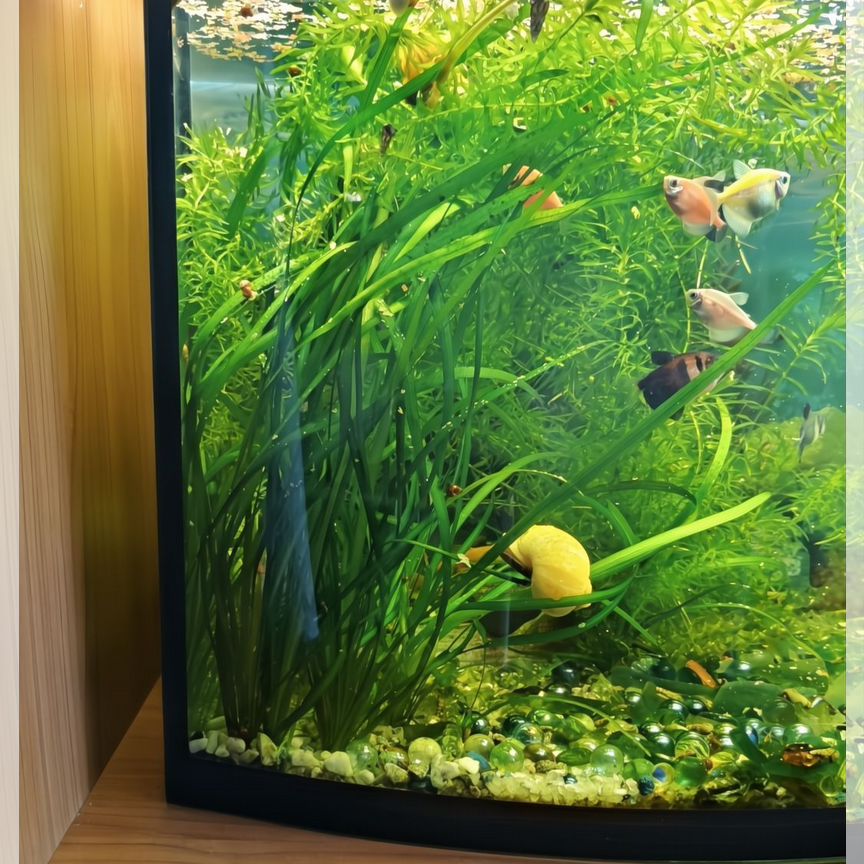 Валиснерия водоросль