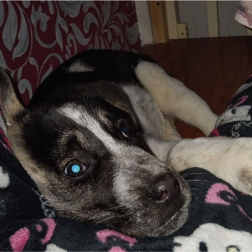 Среднеазиатская овчарка, щенок