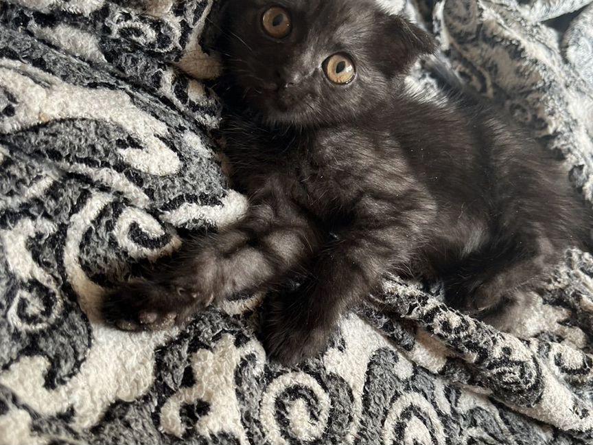 Котята
