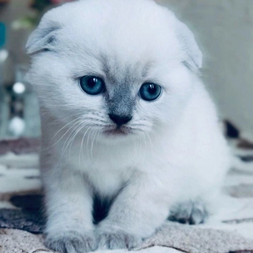 Шотландская