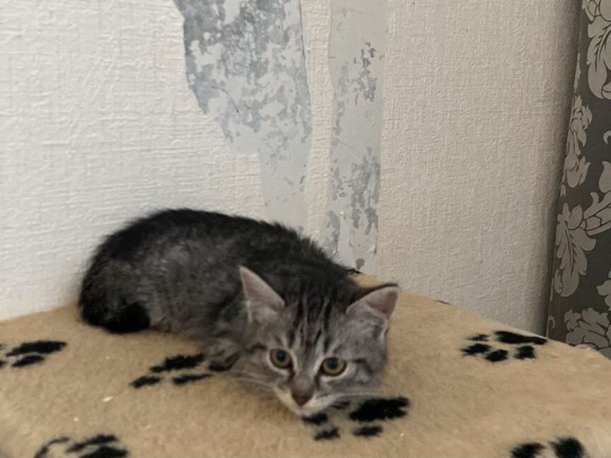 Котята в добрые руки бесплатно девочка