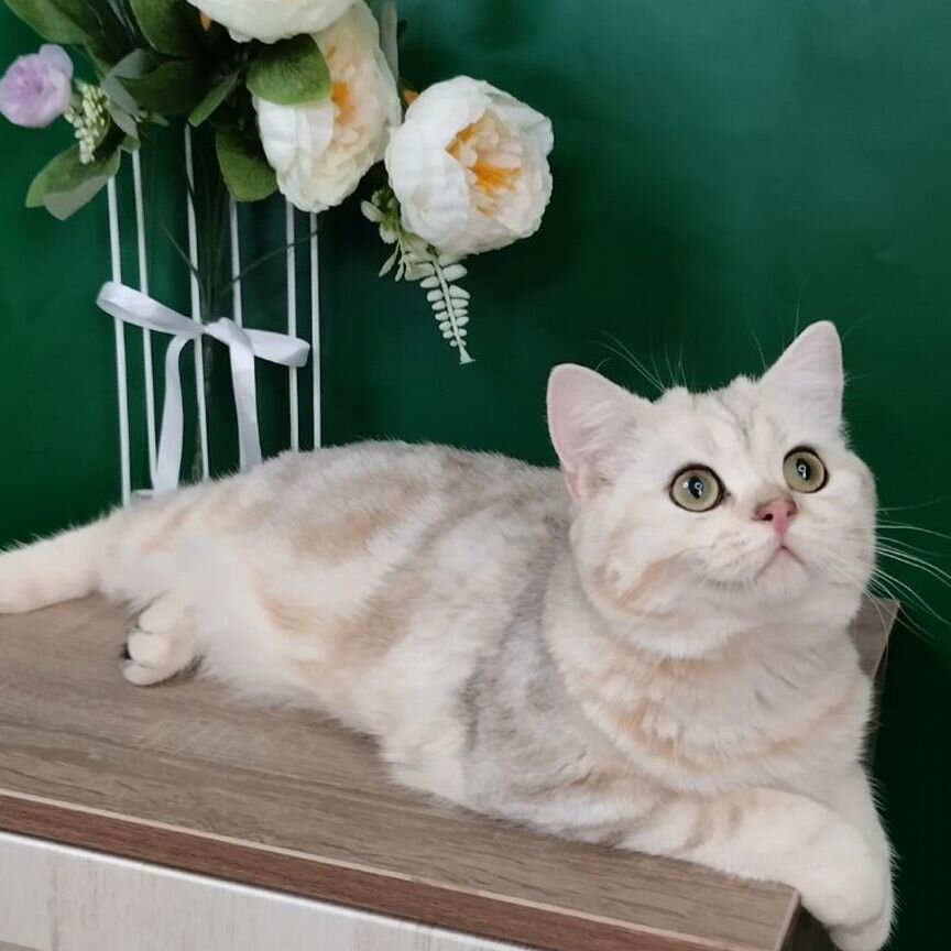 Британский серебристый котенок