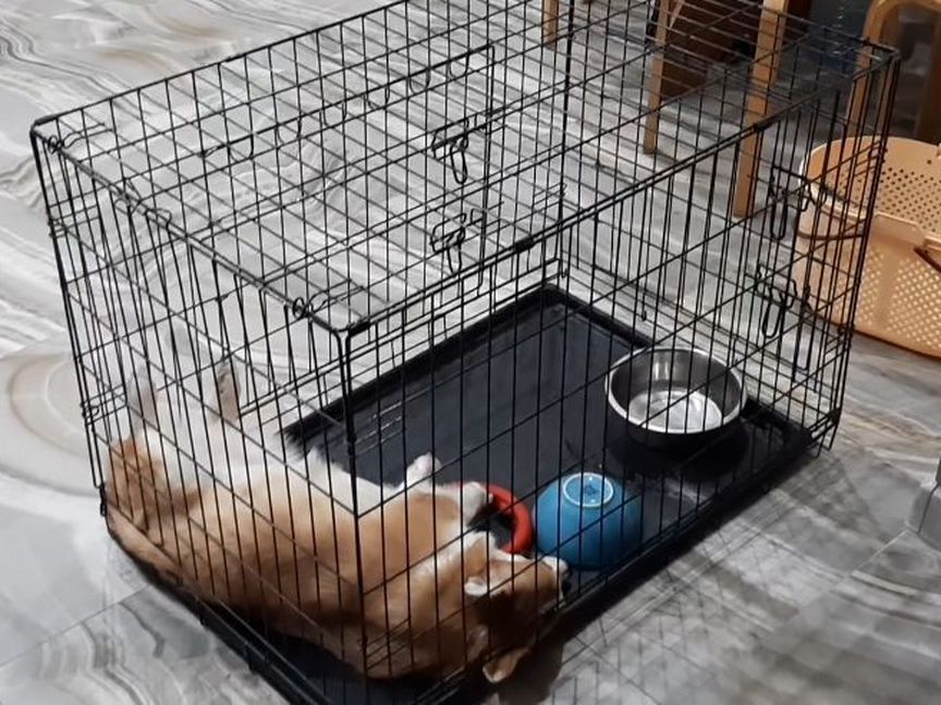 Клетка / вольер в аренду