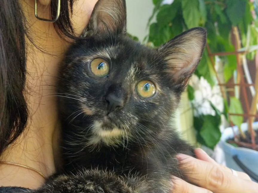 Нежная красавица 2 месяца