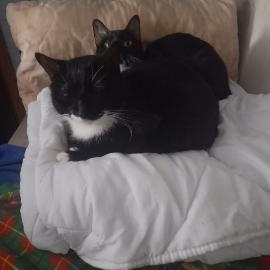 Кошки в добрые руки бесплатно