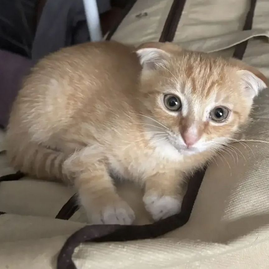 Котёнок в добрые руки