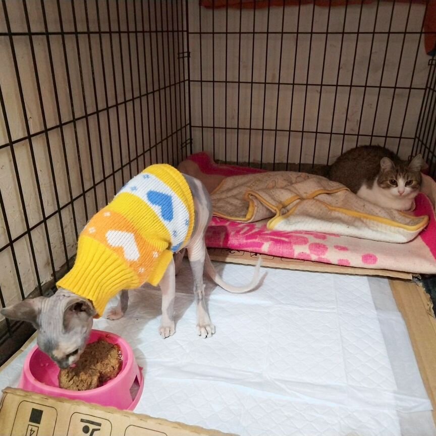 Найдены на трассе