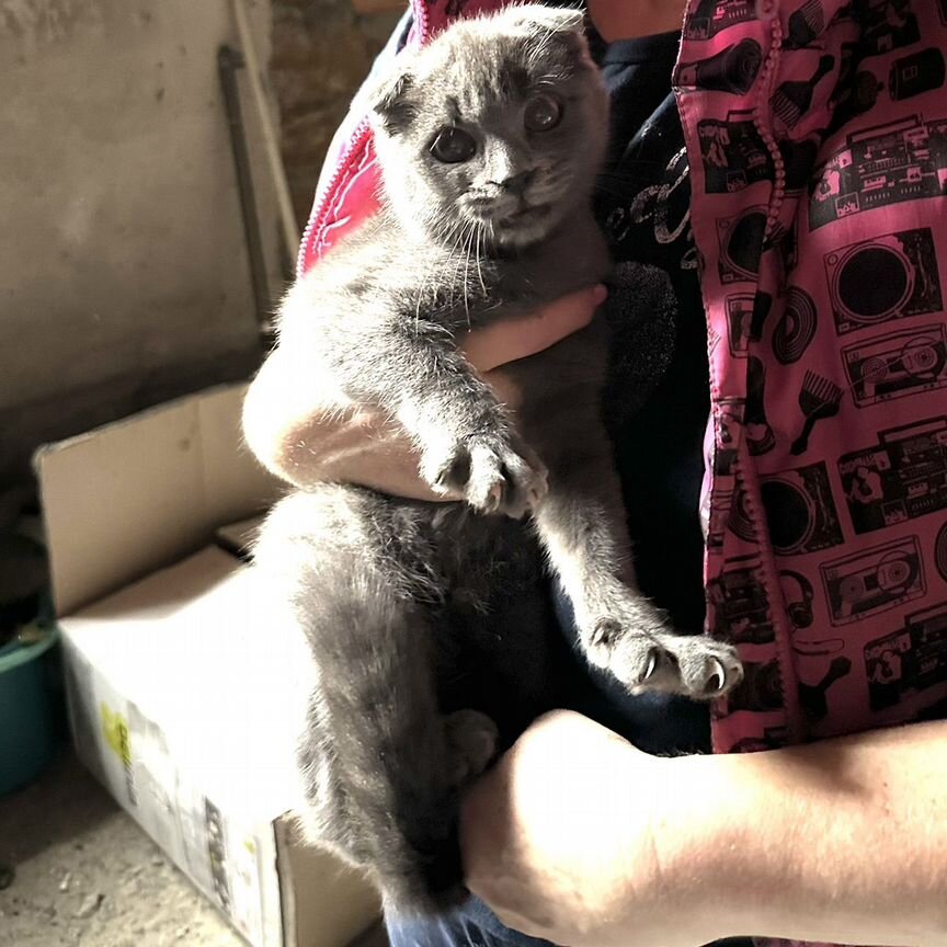 Шотландская вислоухая кошечка
