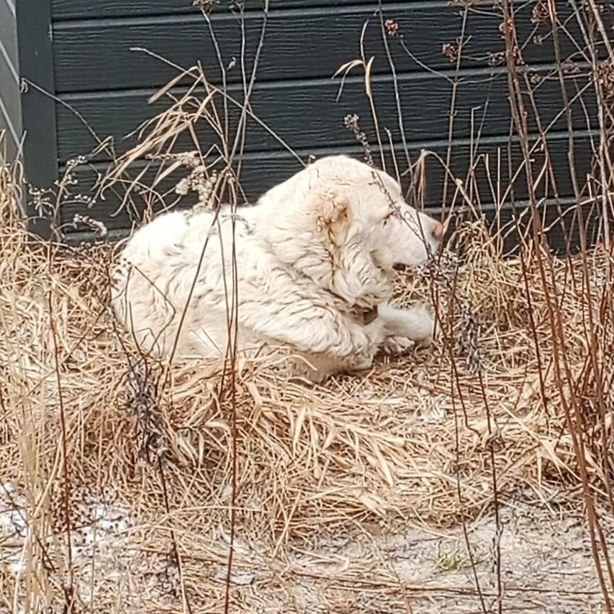 Алабай в добрые руки