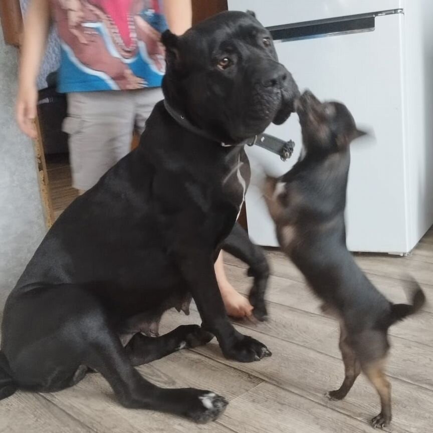 Щенки кане корсо