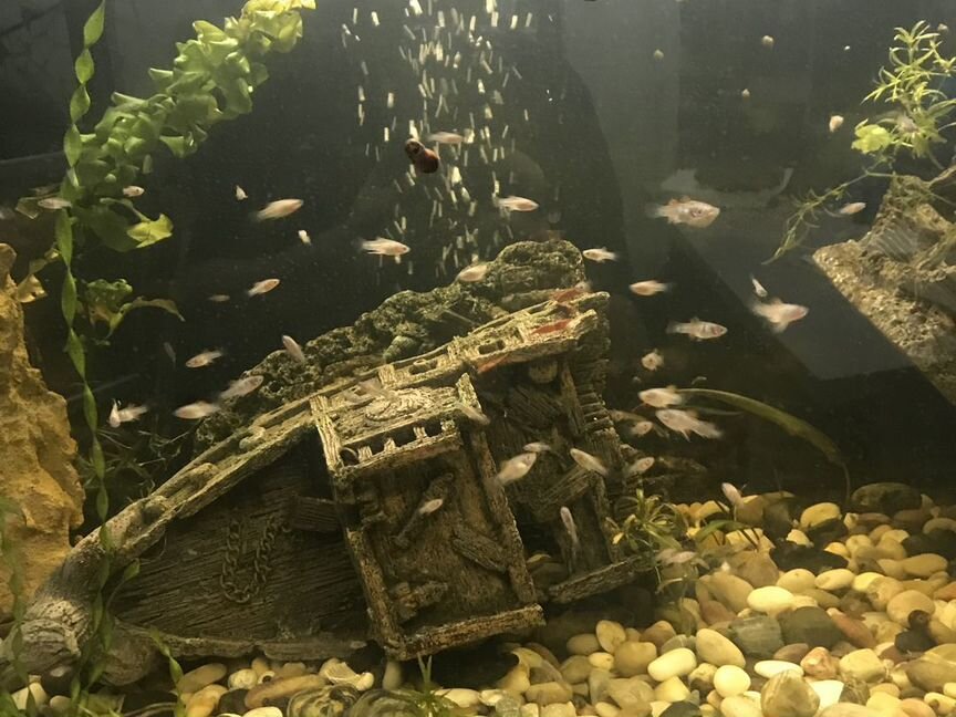 Рыбки. Пецилии. Бесплатно