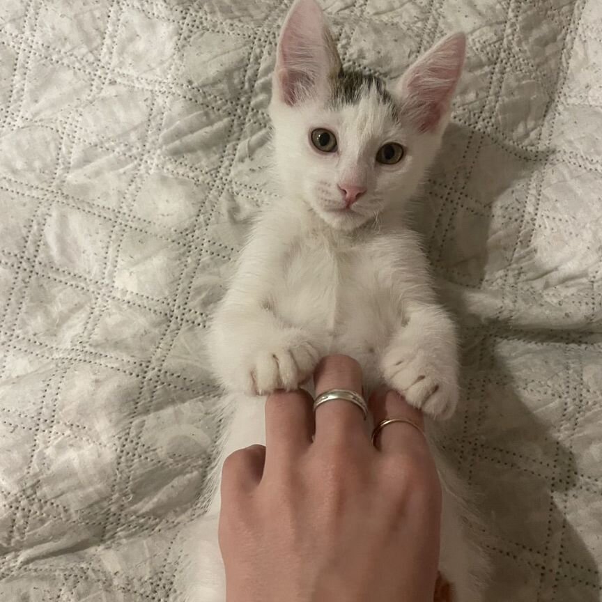 Котенок мальчик бесплатно