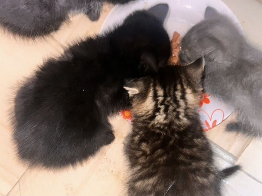 Няшные котята