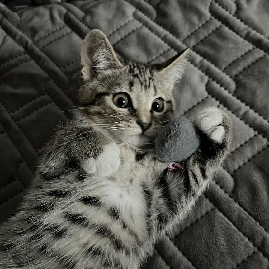 Котёнок в добрые руки