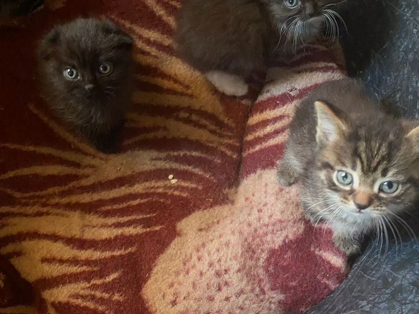 Продажа котят