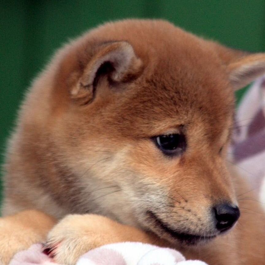 Отличный щнок сиба(шиба) девочки