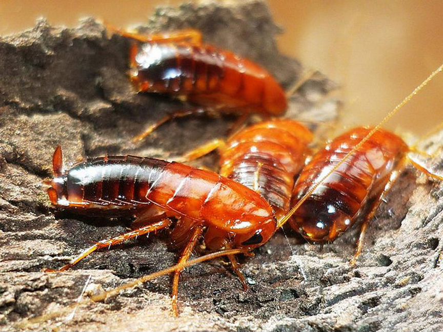 Сверчки, кормовые насекомые