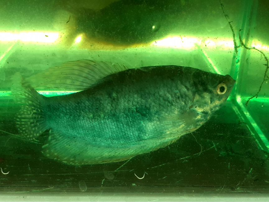 Самец гурами мраморного