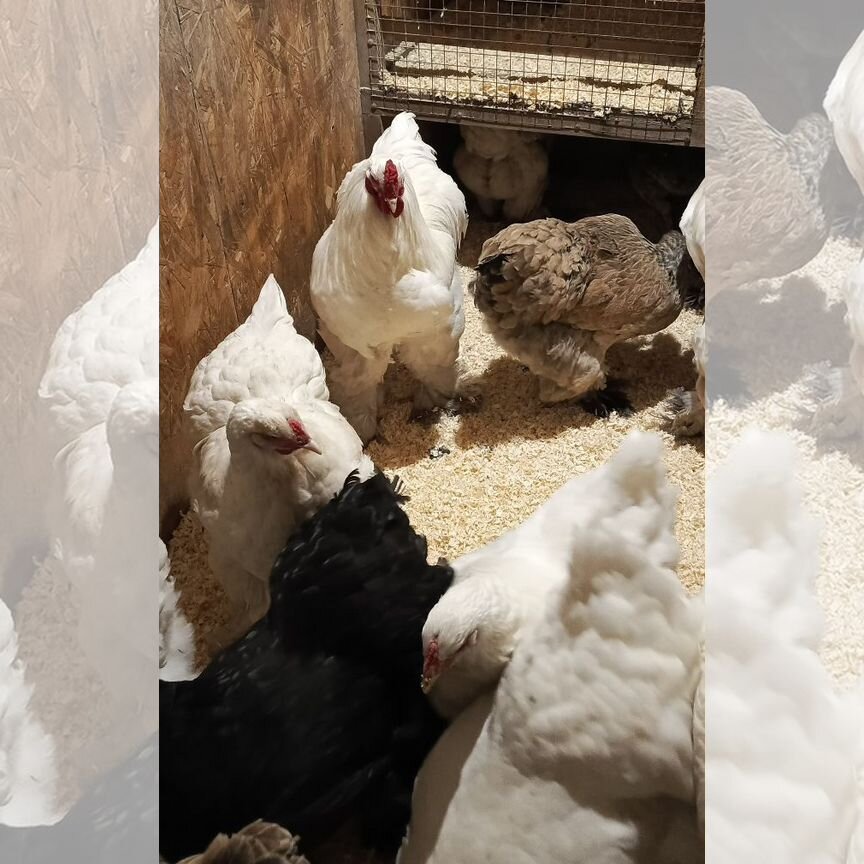 Петух брама чистопородный