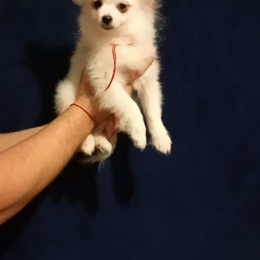 Померанский шпиц, мальчик 5 месяцев