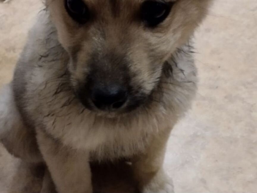 Щенок в добрые руки бесплатно