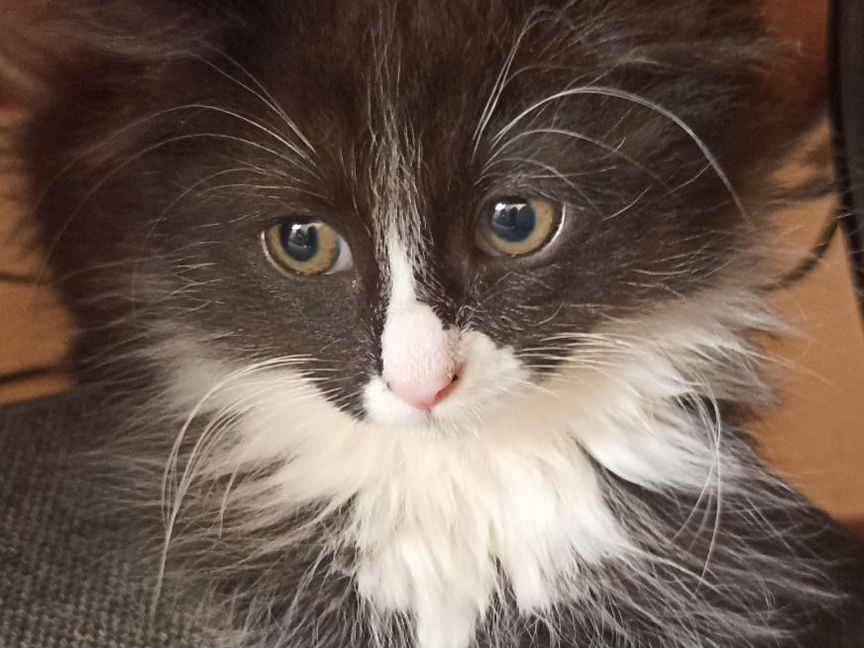 Котенок 2 месяца