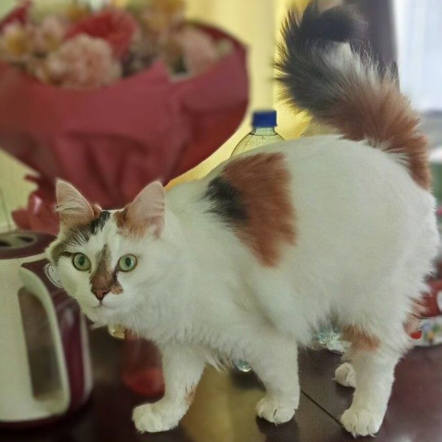 Кошечке грозит смерть