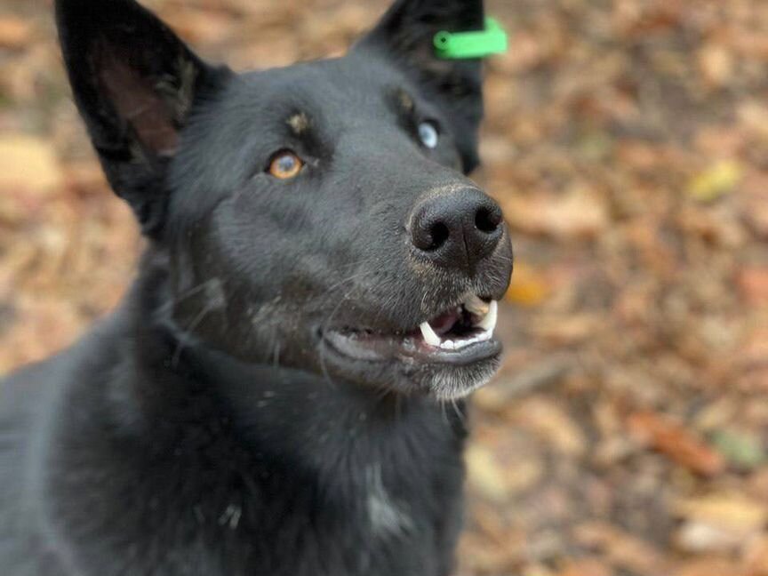 Восточноевропейская овчарка + хаски
