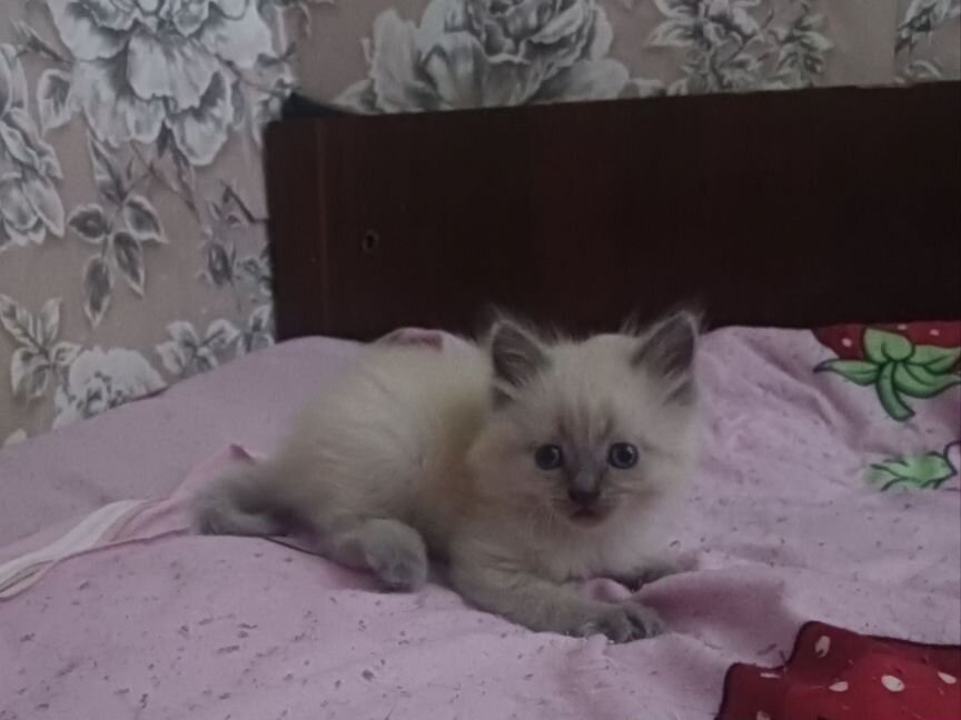 Невская маскарадная