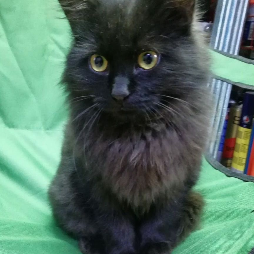 Сибирский котёнок