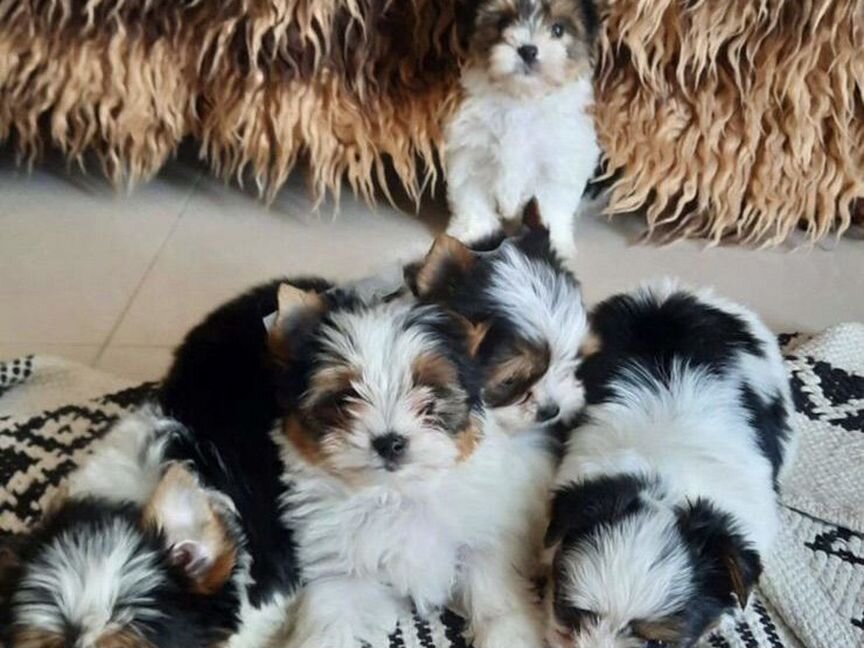 Щенки бивер йорка