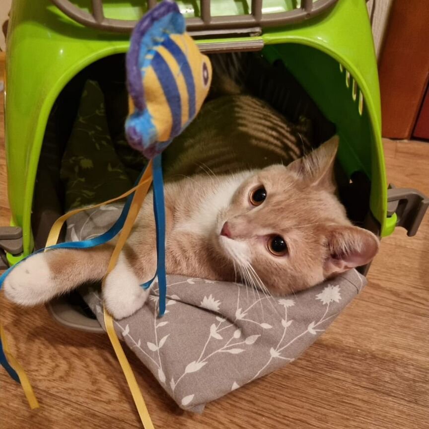 Котёнок в добрые руки