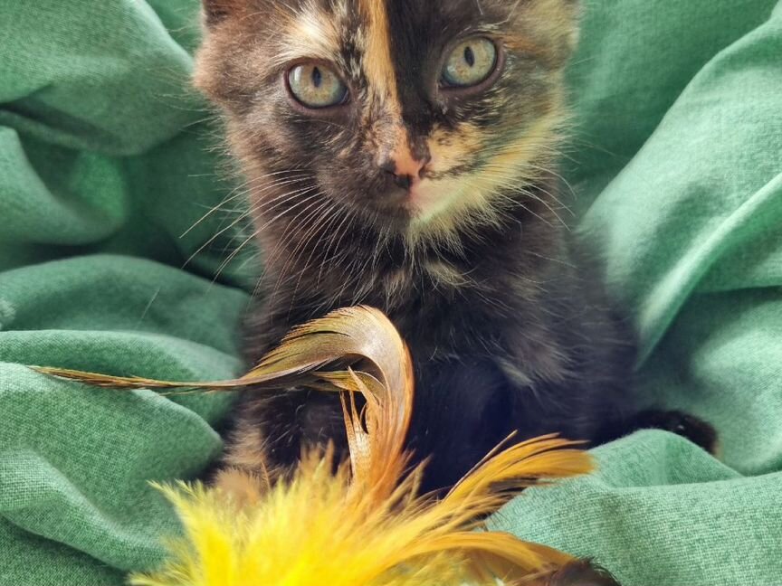 Ласковый красивый котенок шоколадный