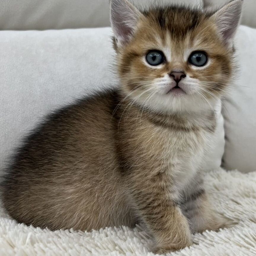 Котенок шиншилловый золотой девочка