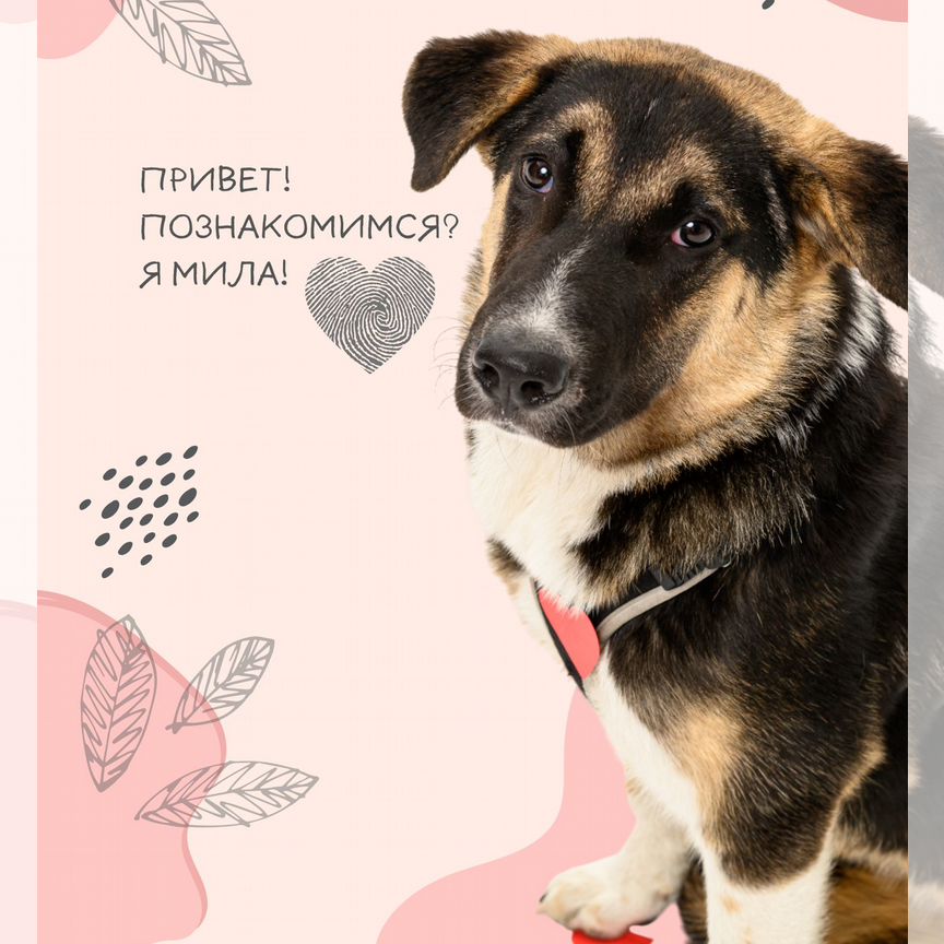 Взрослая собака в добрые руки