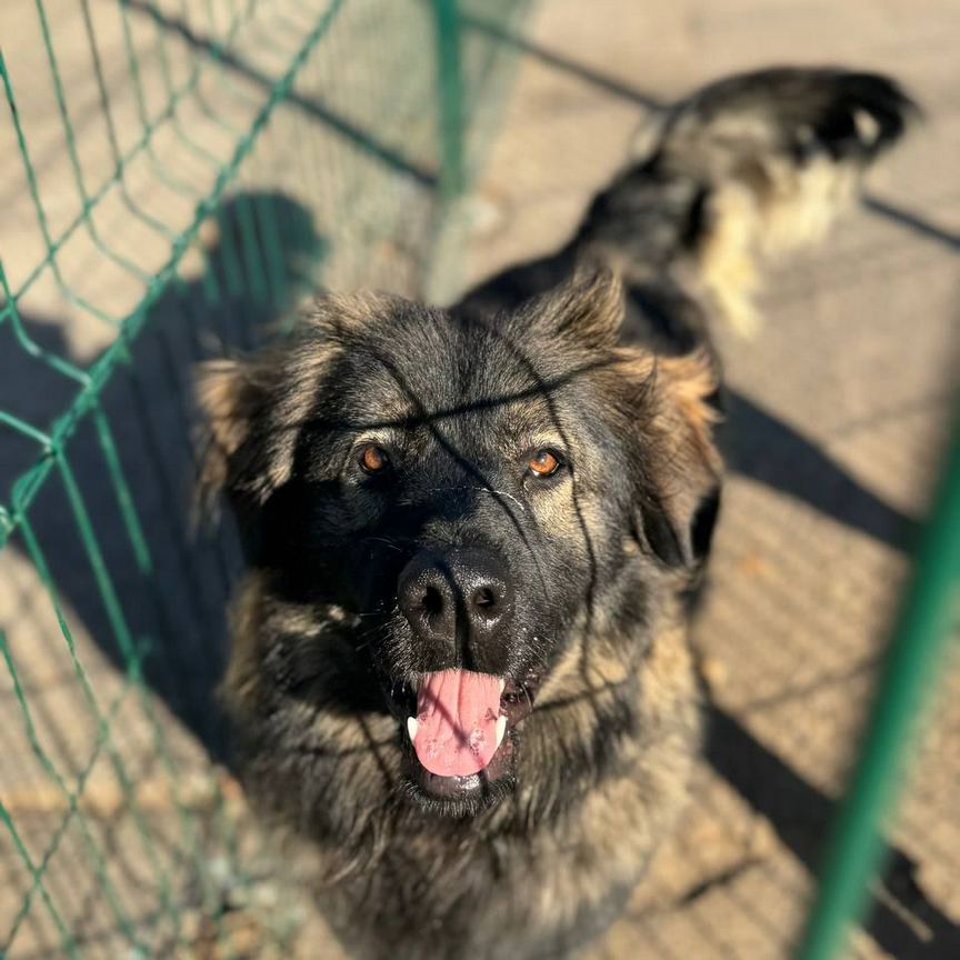 Пушок, собака из приюта в добрые руки