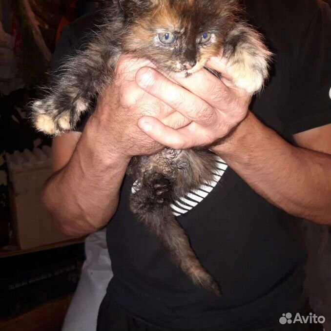 Майн Кун кот