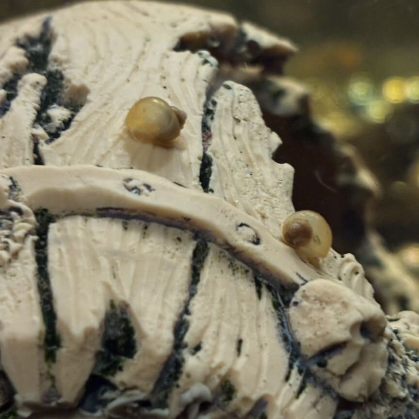 Улитки ампулярии малыши