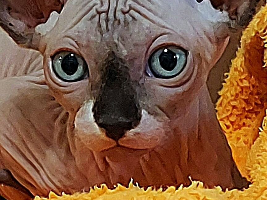 Которебенок девочка сфинкс
