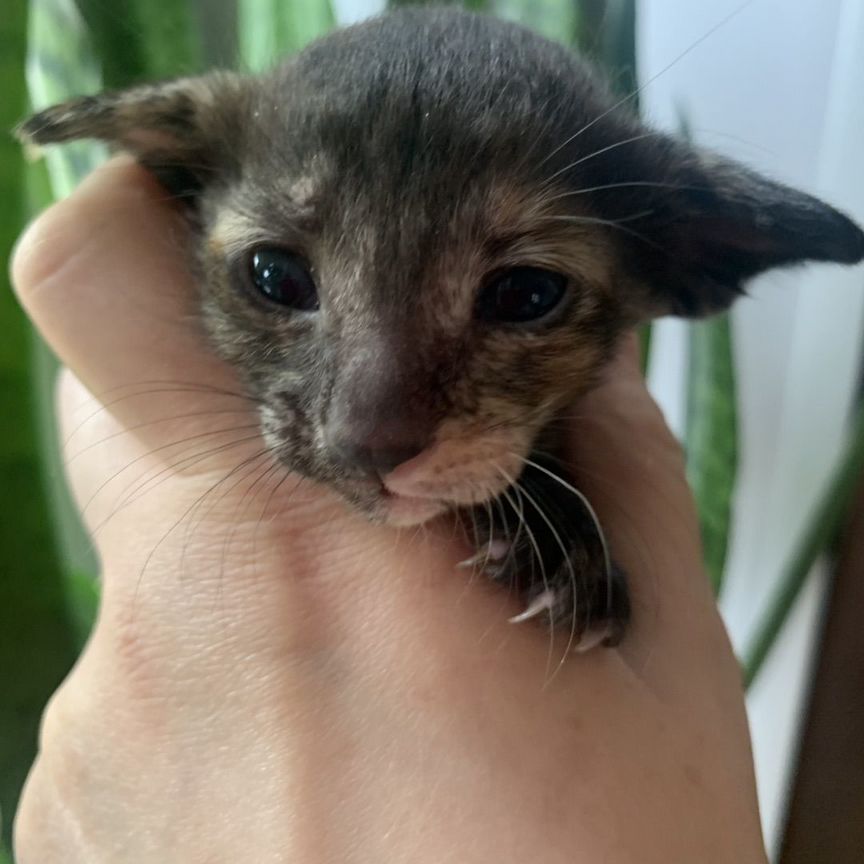 Ориентальные котята