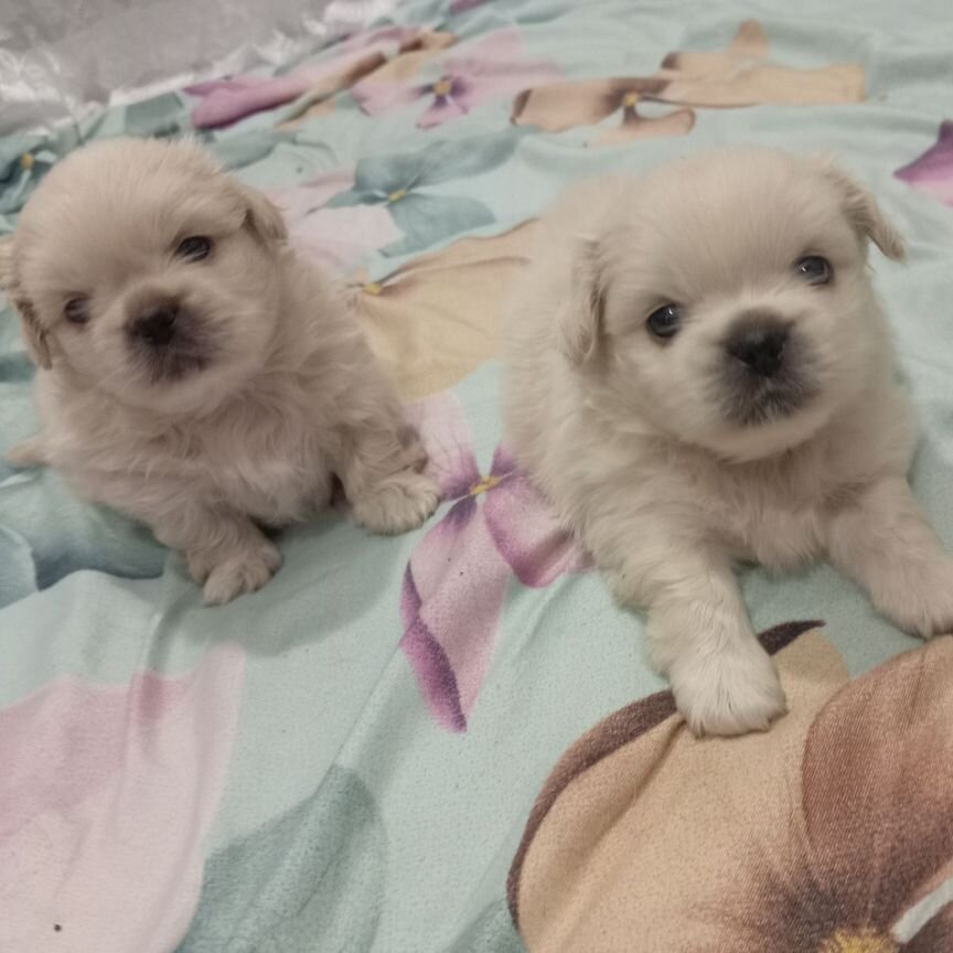 Щенки Пекинеса