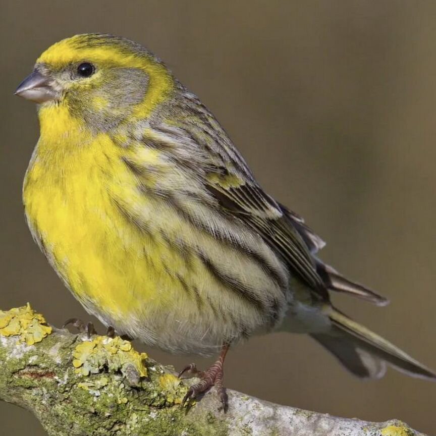 Европейский канареечный вьюрок