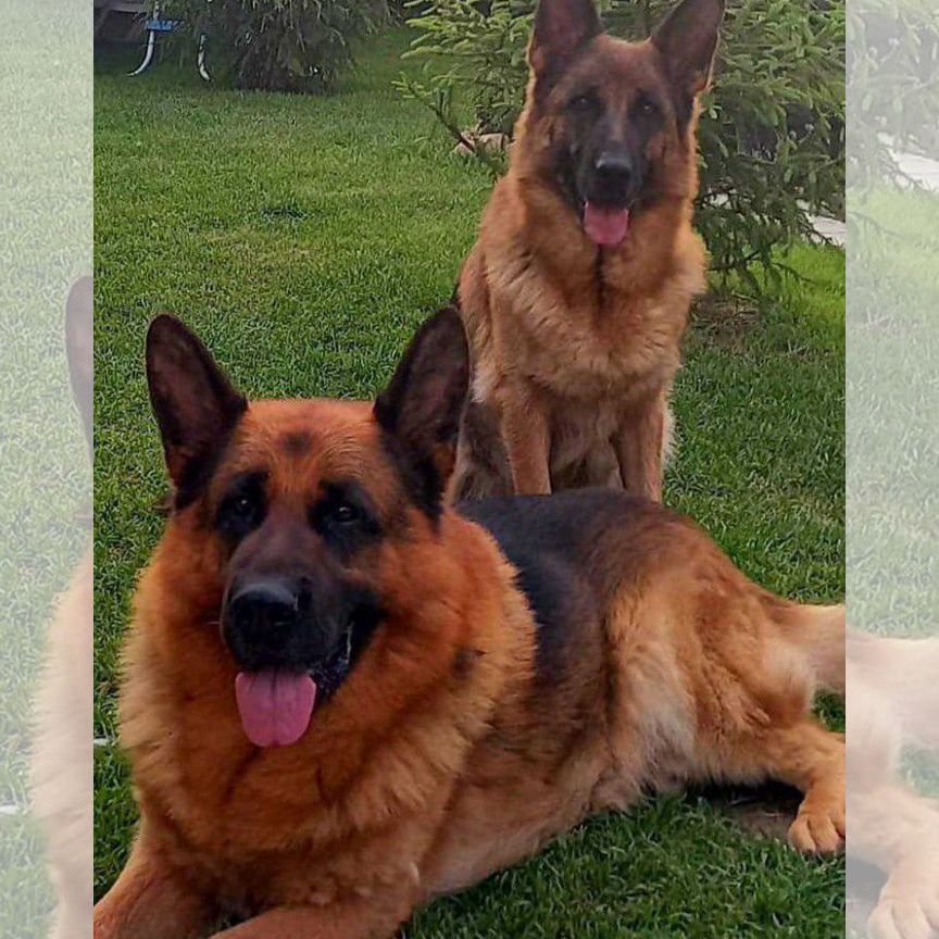 Щенки от немецких овчарок