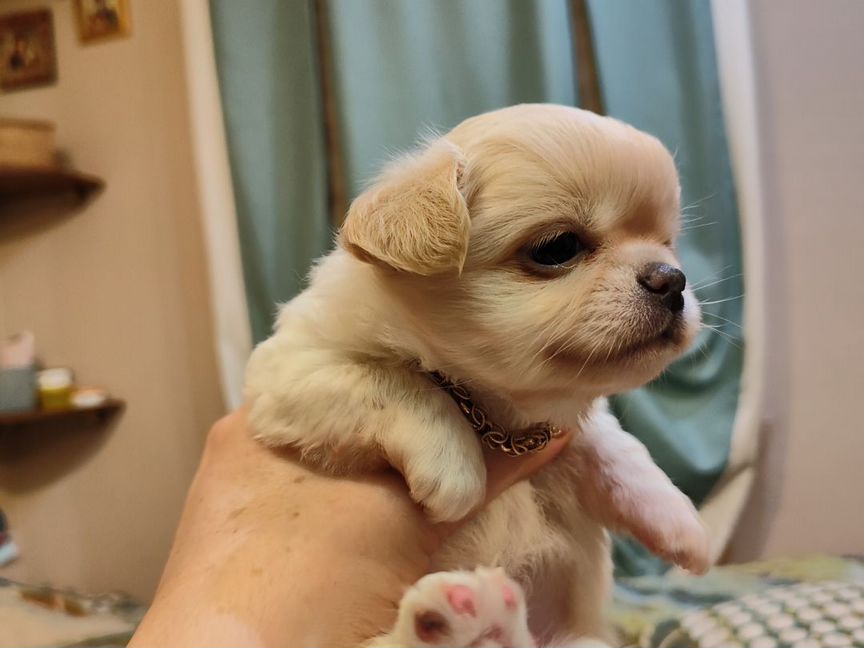 Чье-то счастье