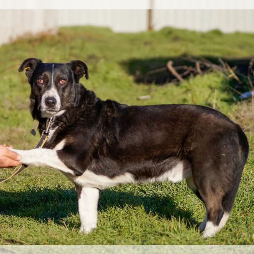 Взрослый пёс в добрые руки