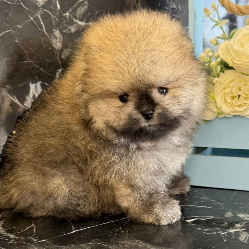 Померанский шпиц, щенок