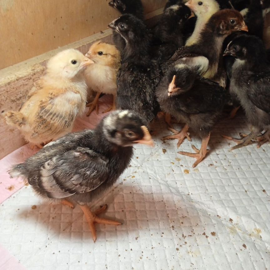 Цыплята цветной бройлер